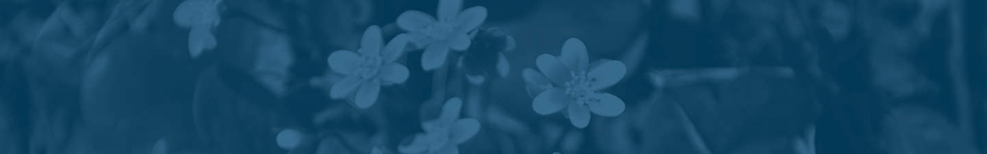 Cancer Support Services Springfield MA | CHD